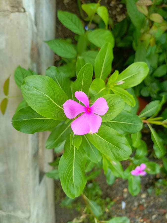 Tapak Dara Flower, Indonesia Stock Photo - Image of nature, landscape ...