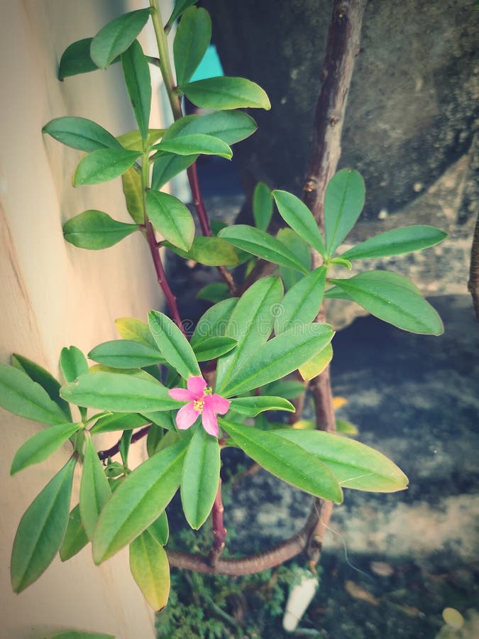 Tapak Dara Flower Indonesian Model Stock Image - Image of fruit ...