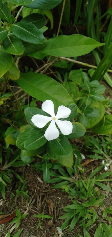 Tapak dara flower stock photo. Image of grows, periwinkle - 343028144