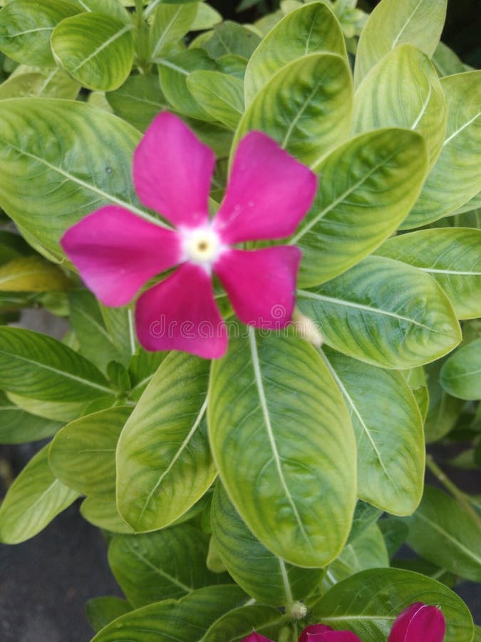 Tapak kuda flower stock image. Image of fruit, wildflower - 264275287