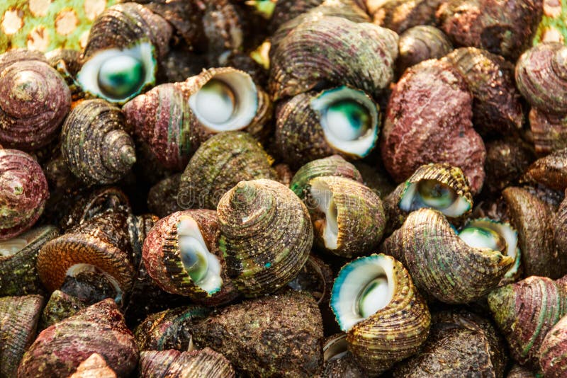 Tapestry Turban Shell stock photo. Image of shells, natural - 38198660