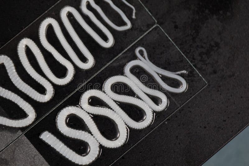 Tapeworm is a Freshwater Fish Parasite Under the Microscope for ...