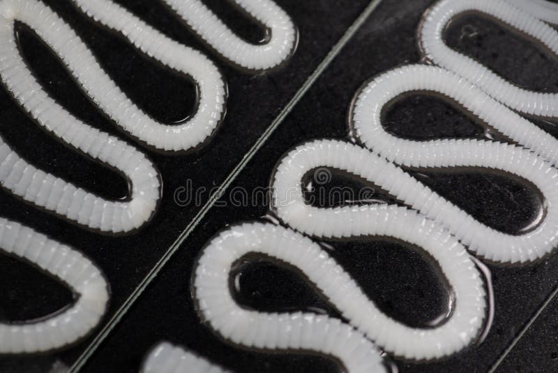 Tapeworm is a Freshwater Fish Parasite Under the Microscope for ...