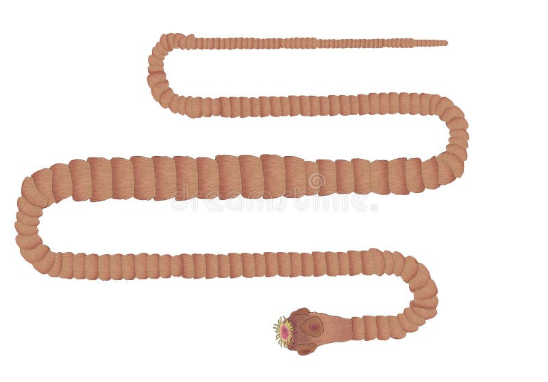 Tapeworm - Cestoda - Front View Stock Illustration - Illustration of ...