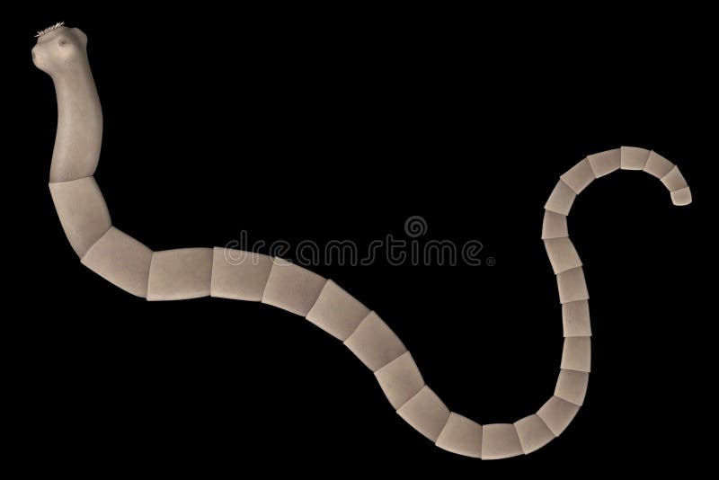 Beef Tapeworm Taenia Saginata Stock Vector - Illustration of tapeworms ...
