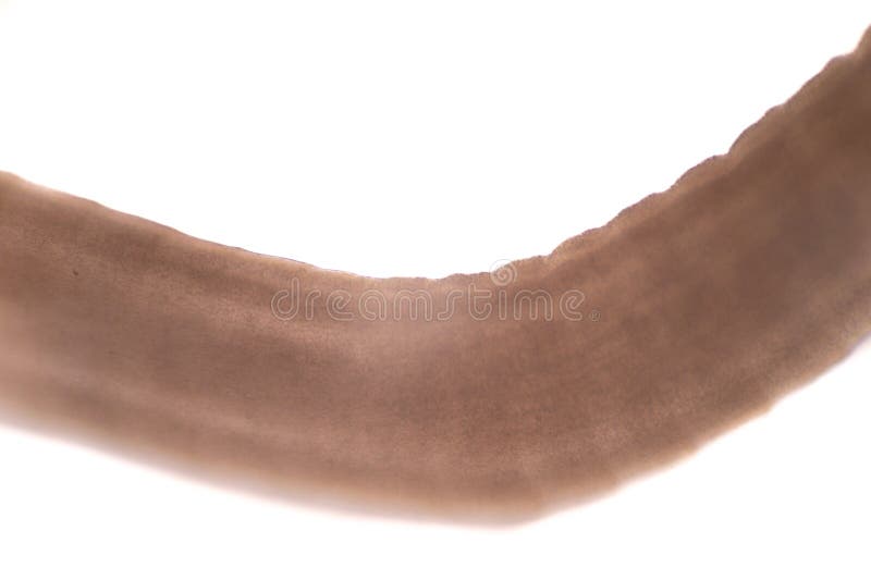 Tapeworms (Cestoda: Caryophyllidea), Parasites of Fish Under the ...