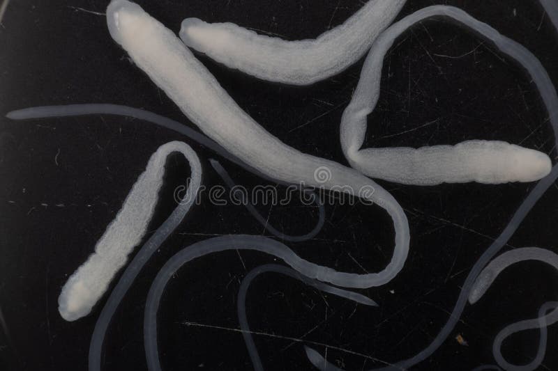 Tapeworms (Cestoda: Caryophyllidea), Parasites of Fish Under the ...