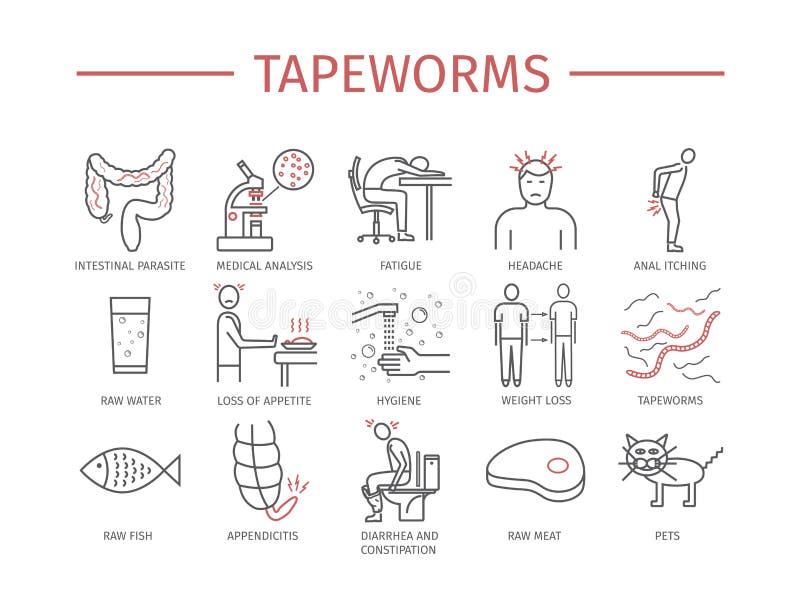 Tapeworms. Symptoms. Line Icons Set. Vector Signs for Web Graphics ...