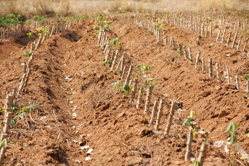 Tapioca stock image. Image of color, nature, mandioca - 29125447