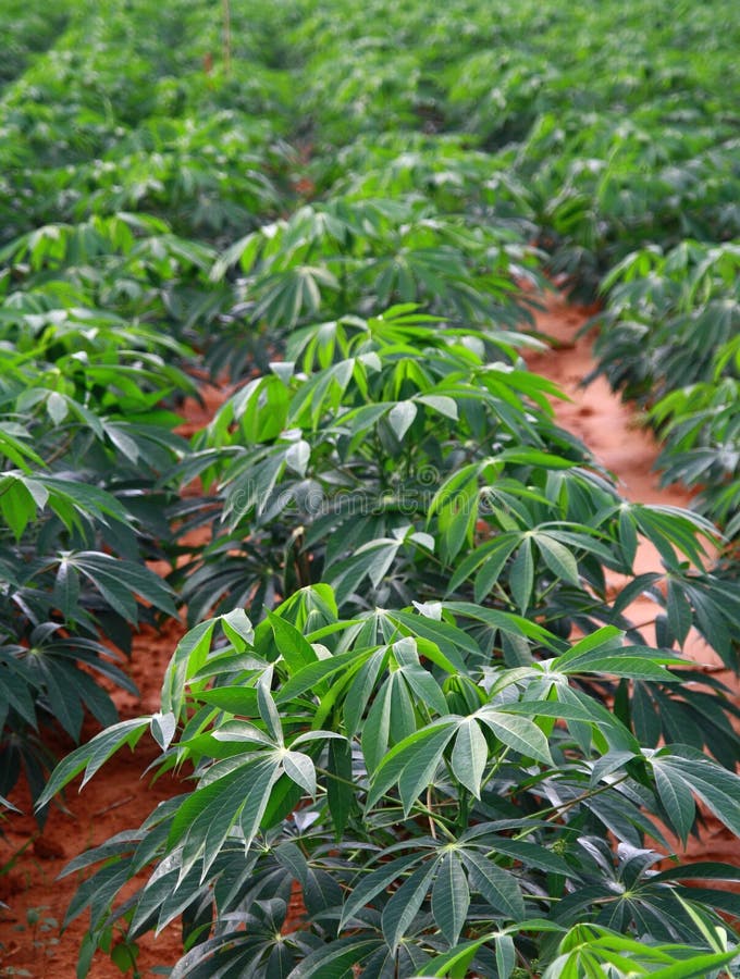 Tapioca stock photo. Image of close, tropical, tapioca - 37805560