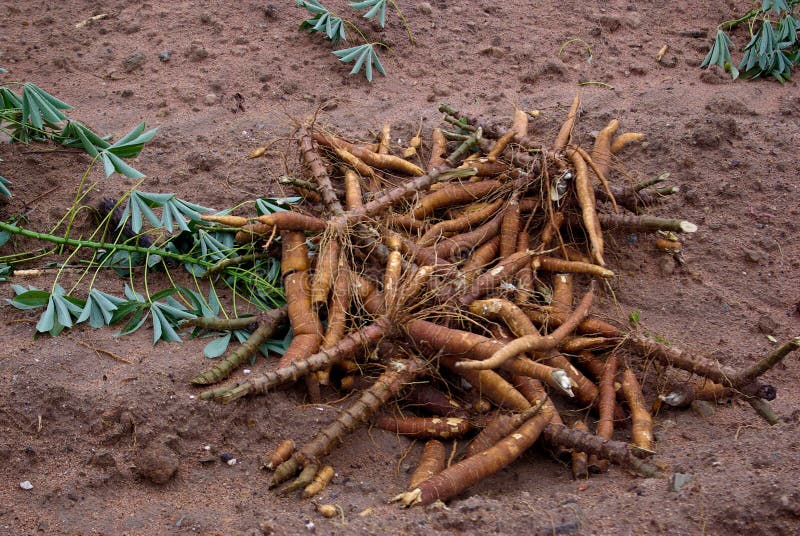 Tapioca Bulb on the Ground, Thailand Stock Image - Image of food ...