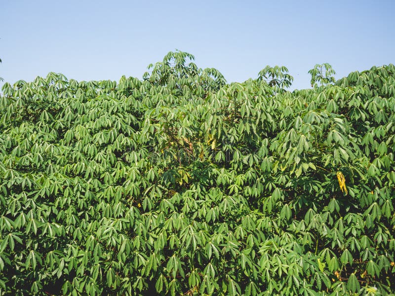 Tapioca or cassava plant. stock image. Image of color - 83779365