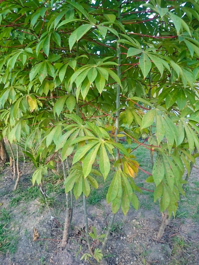 Tapioca Farm, Potato Farm, Tapioca Plantation Growth. Farm, and ...