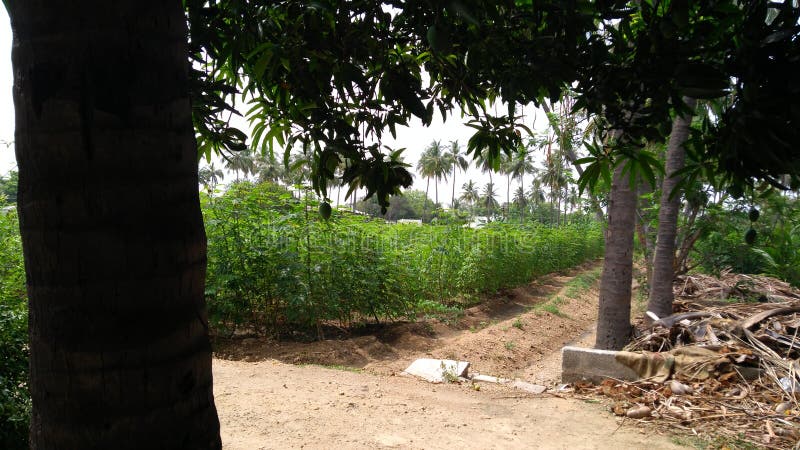 Tapioca farm stock photo. Image of tree, tapioca, farm - 124591506