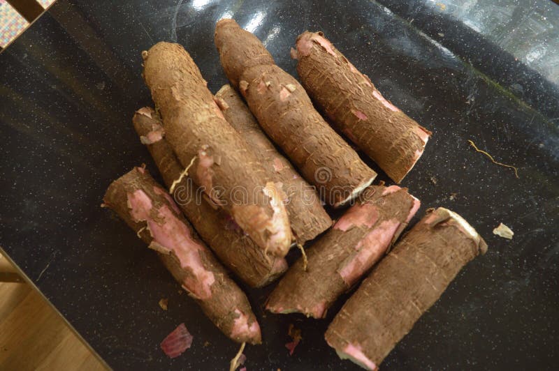 Tapioca on the Floor Organic Farming Stock Image - Image of organic ...