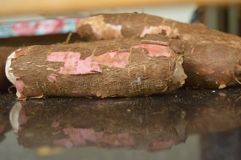 Tapioca on the Floor Organic Farming Stock Photo - Image of tapioca ...