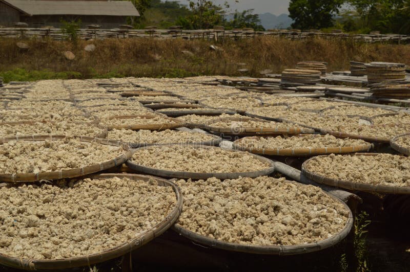 Tapioca Flour Which is Being Dried in the Sun Stock Image - Image of process, dried: 192908545