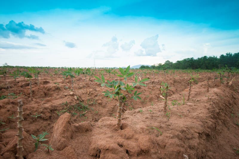 Tapioca tree in garden stock photo. Image of green, plants - 117602470