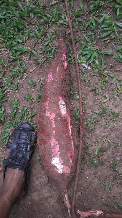 Tapioca grande foto de archivo. Imagen de twice, grande - 122850346