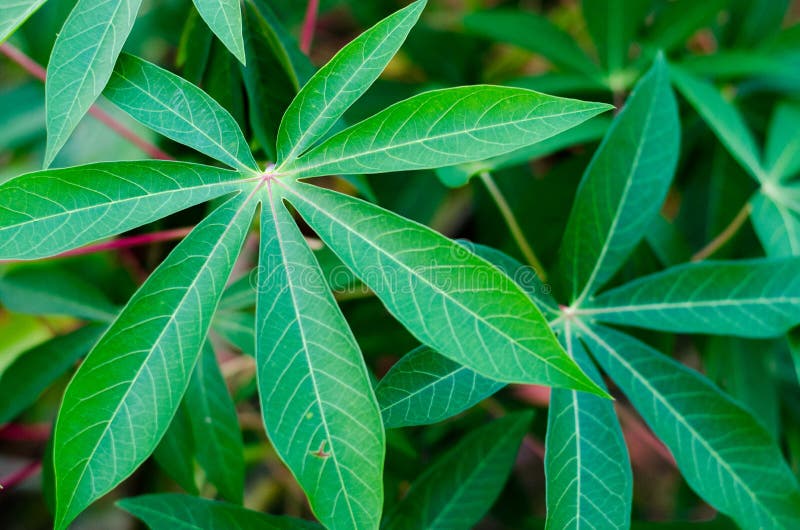 Tapioca Leaf. Tapioca Plant At The Homeyard Stock Photo - Image of ...