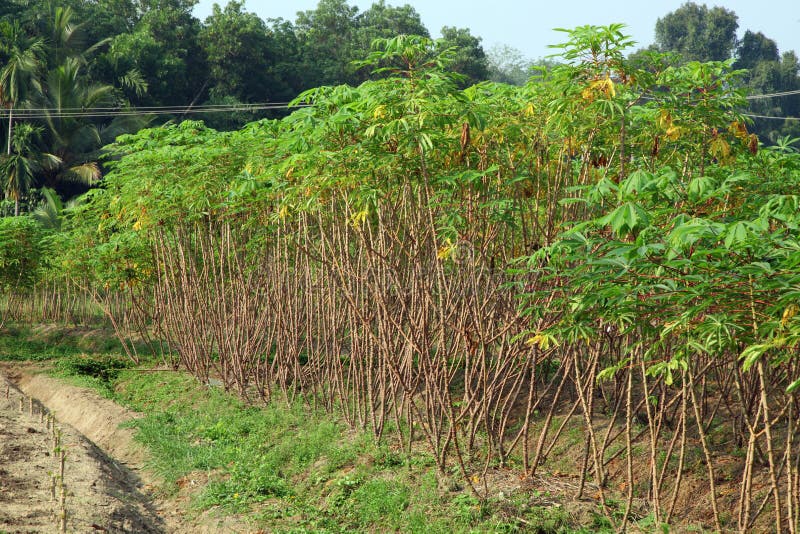 Tapioca stock image. Image of farmland, plant, tropical - 89233659
