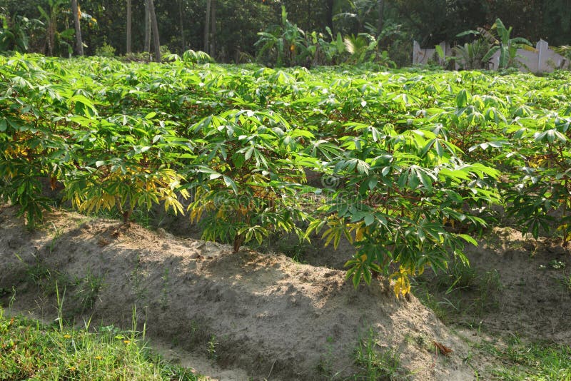 Tapioca stock image. Image of farmland, plant, tropical - 89233659