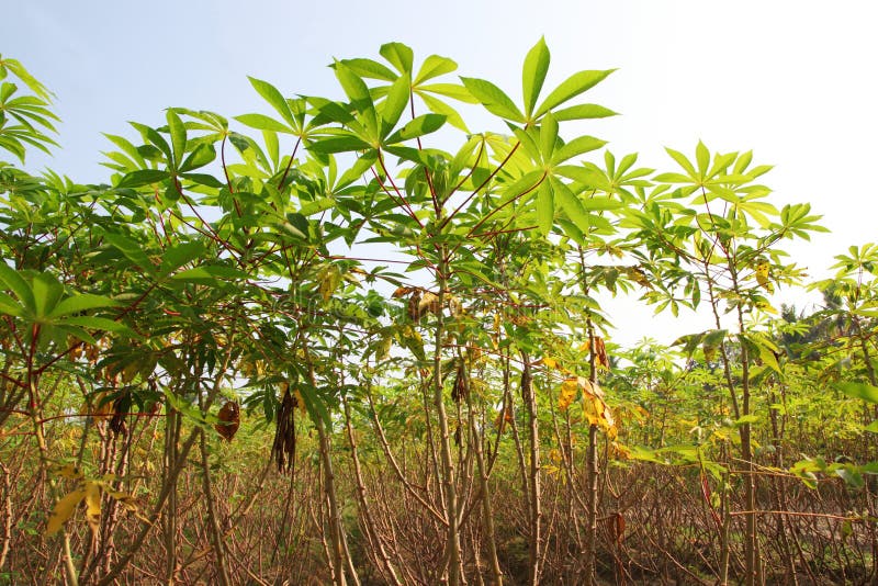Tapioca stock image. Image of farmland, plant, tropical - 89233659