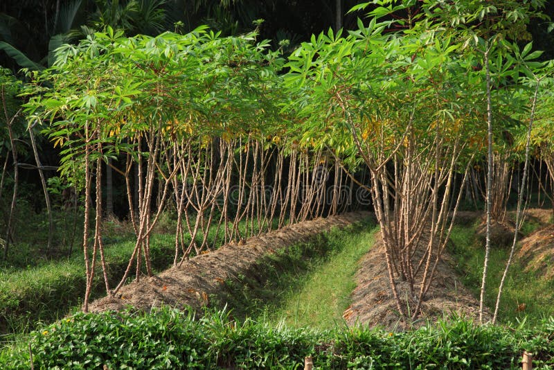 Tapioca stock image. Image of farmland, plant, tropical - 89233659