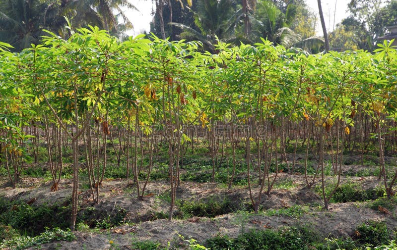 Tapioca stock image. Image of farmland, plant, tropical - 89233659