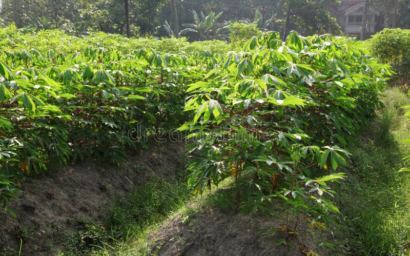 Tapioca stock image. Image of farmland, plant, tropical - 89233659