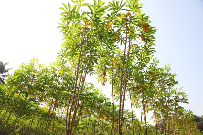 Tapioca stock image. Image of farmland, plant, tropical - 89233659