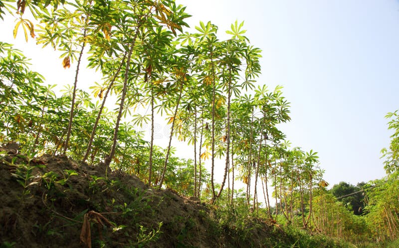 Tapioca stock image. Image of farmland, plant, tropical - 89233659