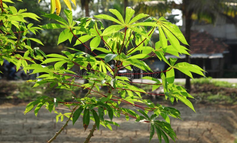 Tapioca stock image. Image of farmland, plant, tropical - 89233659