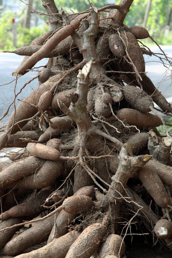 Tapioca stock photo. Image of industry, plantation, field - 89234252
