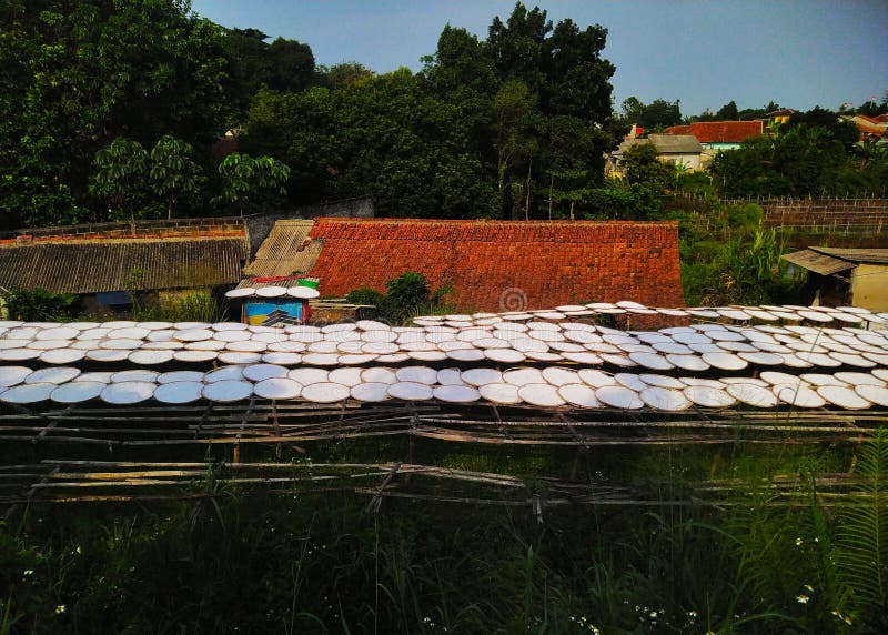 Tapioca Ingredients in the Natural Drying Process Stock Photo - Image ...