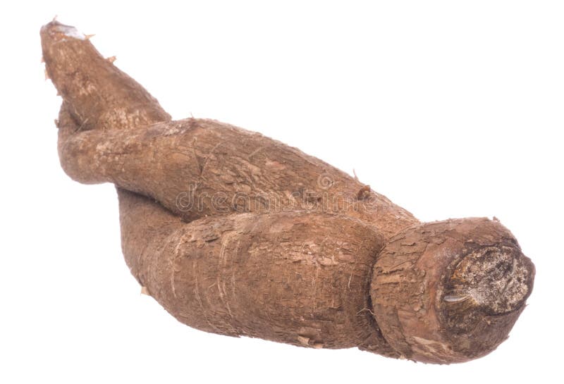 Tapioca Isolated stock image. Image of staple, agriculture - 9721759