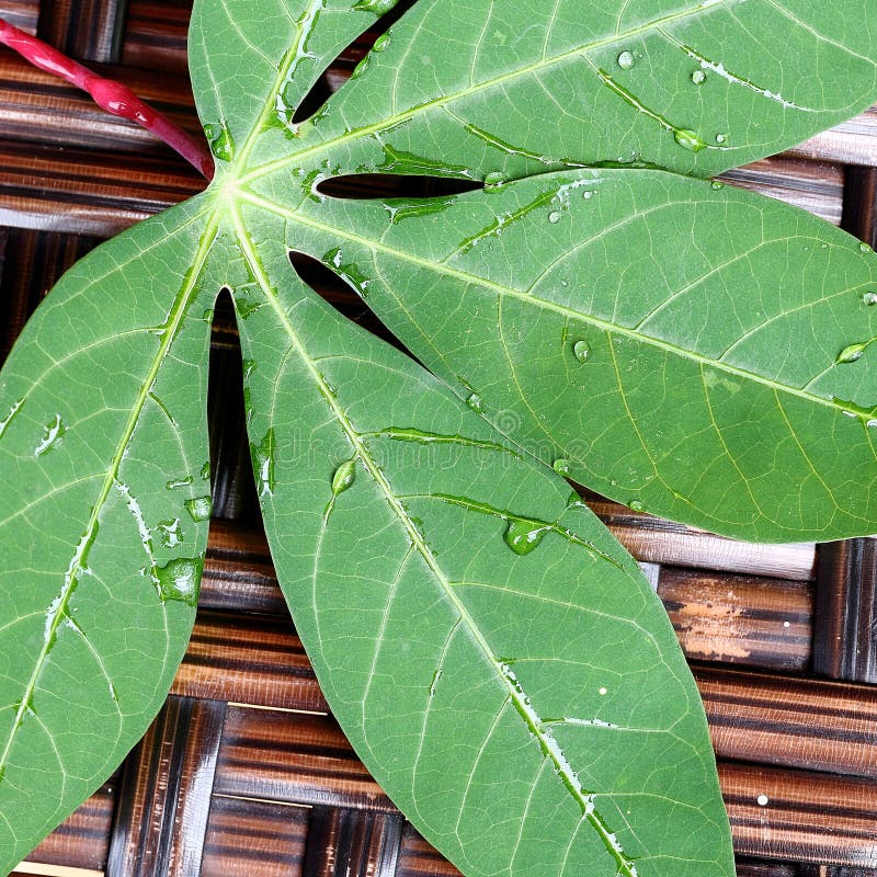 Tapioca Leaf stock image. Image of organic, botany, house - 42641221