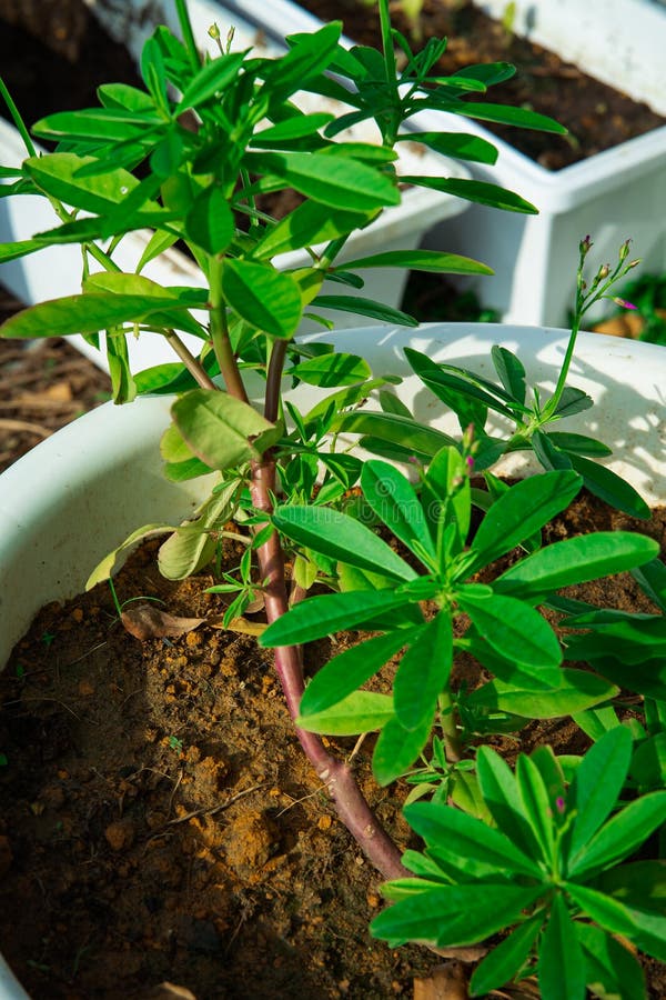 Tapioca Leaf. Tapioca Plant at the Homeyard Stock Photo - Image of ...