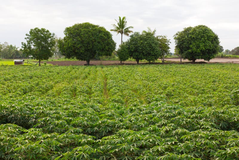 Tapioca with Mango. stock photo. Image of green, cultivate - 78374688