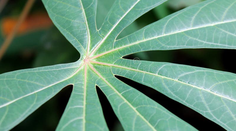 Tapioca plant leaf stock photo. Image of background - 184885852
