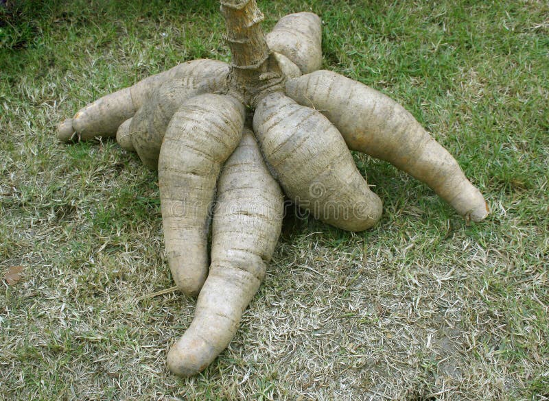 Tapioca Plants Cassava stock image. Image of food, plants - 41328065