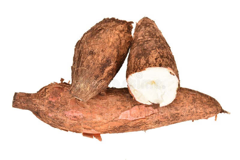 Tapioca Roots stock image. Image of agriculture, natural - 43638237