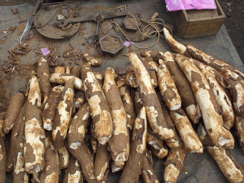 Tapioca Roots stock image. Image of agriculture, natural - 43638237
