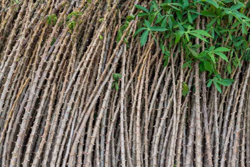 The Tapioca Stems Ready To Be Cut before Planting Stock Image - Image ...