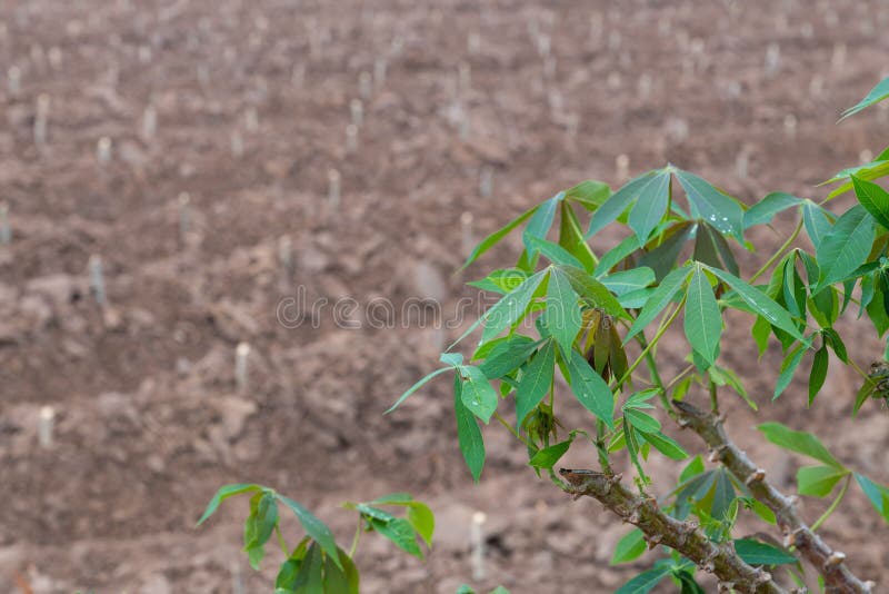 The Tapioca Trees with Blurred Plantation Field. Stock Photo - Image of ...