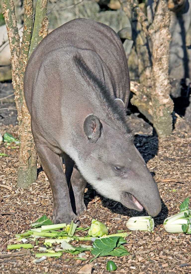 444 Tapir Species Stock Photos - Free & Royalty-Free Stock Photos from ...