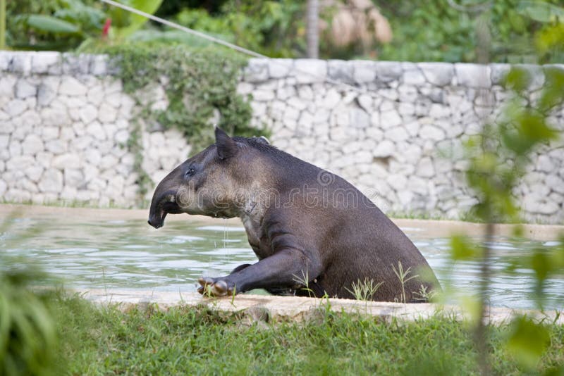 Tapir stock image. Image of mammal, parents, horizontal - 1012139