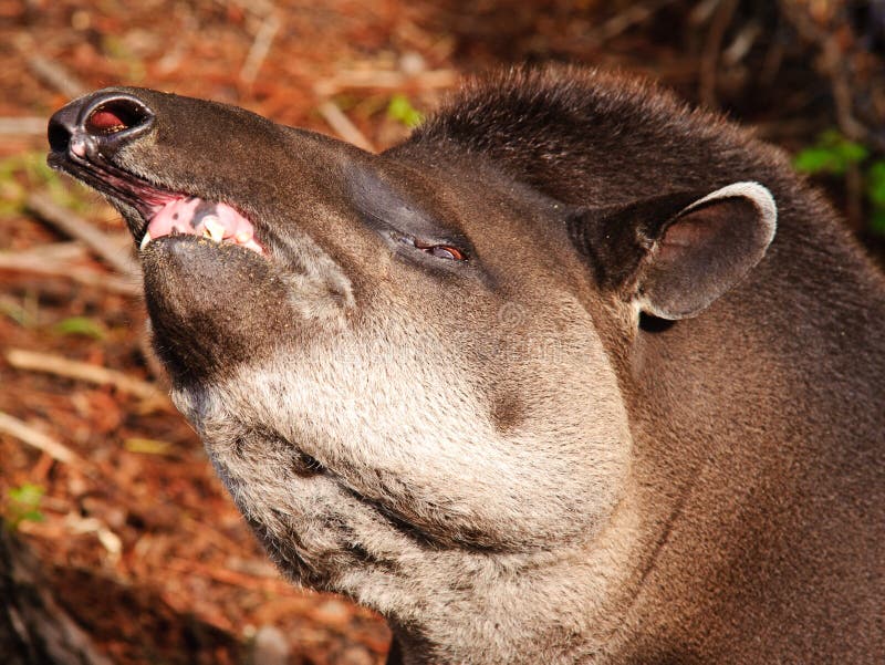 Brazilian Tapir with a Big Smile Stock Photo - Image of tapir, mammal ...