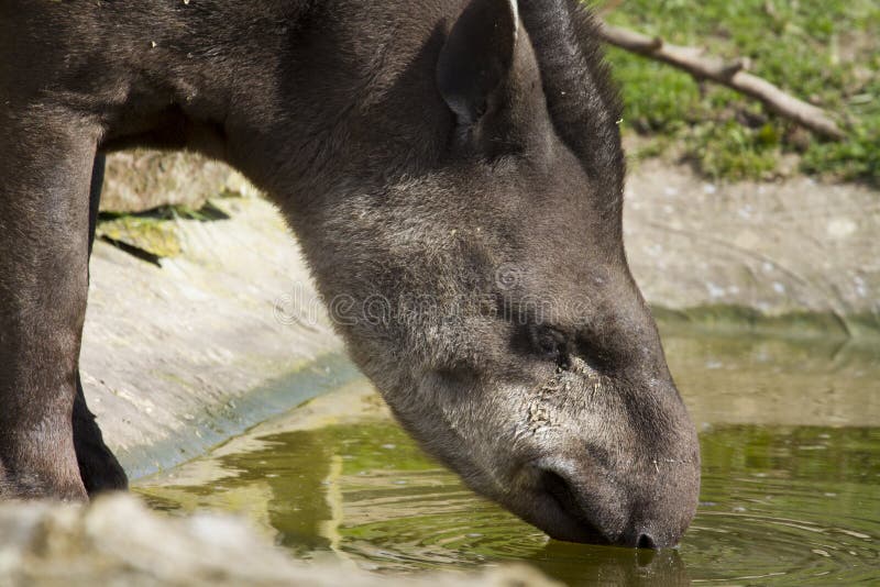 Tapir stock photo. Image of brown, wild, tapir, africa - 19873960
