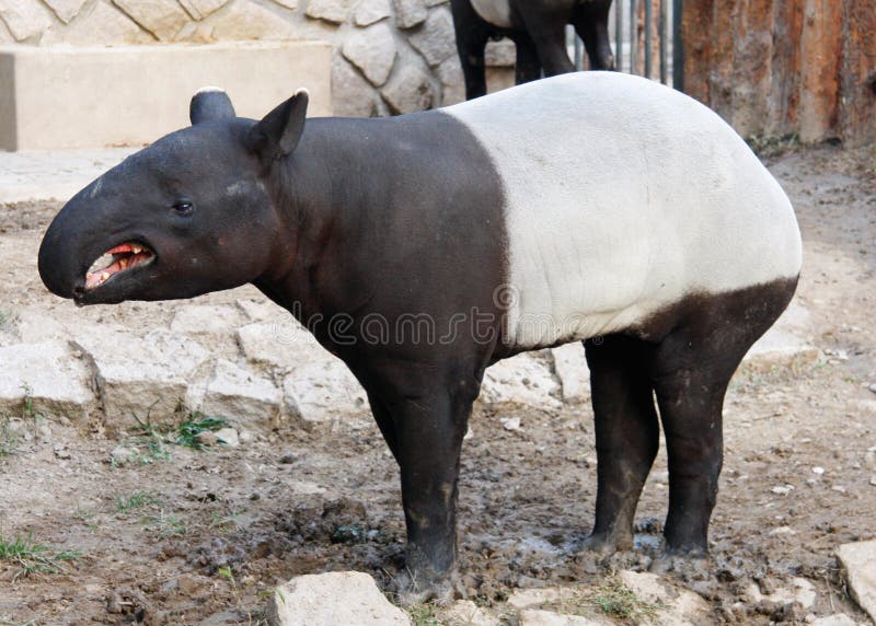 Malayan tapir stock image. Image of asian, tapir, grass - 19102295